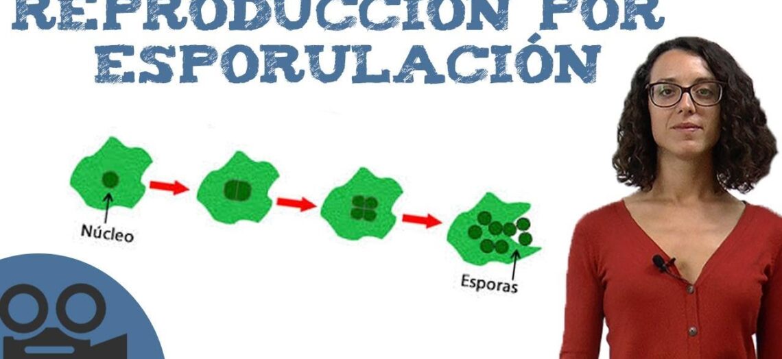 Como se reproducen las esporas - NoSeHacerlo