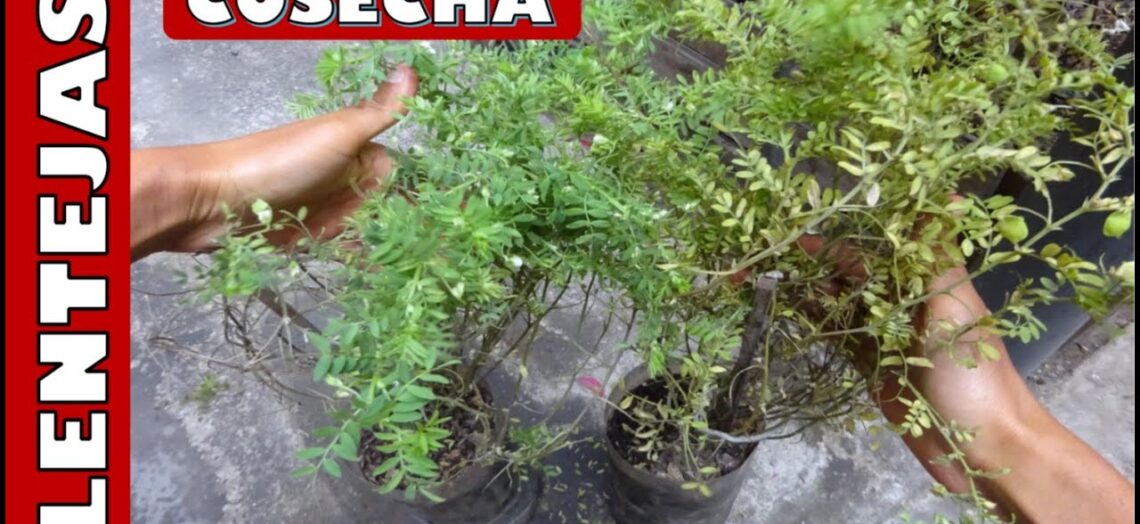 Como se llama la planta de la lenteja - NoSeHacerlo